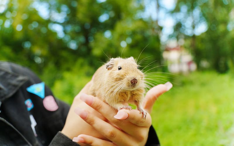 Keeping Wildlife in Texas HOAs Safe: What to Know | GM